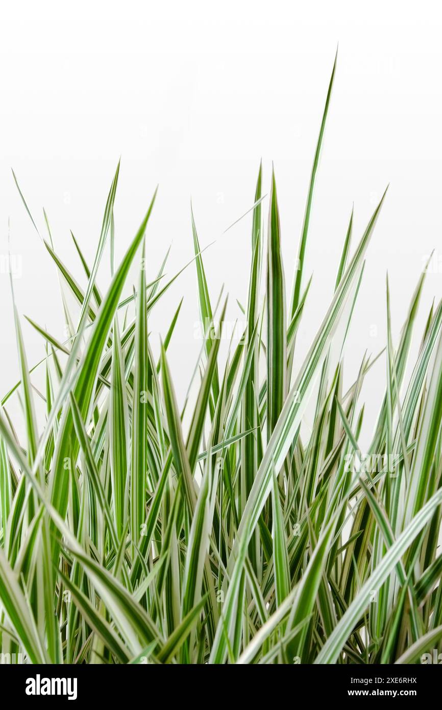 Grass, blades of grass, reedgrass Stock Photo - Alamy