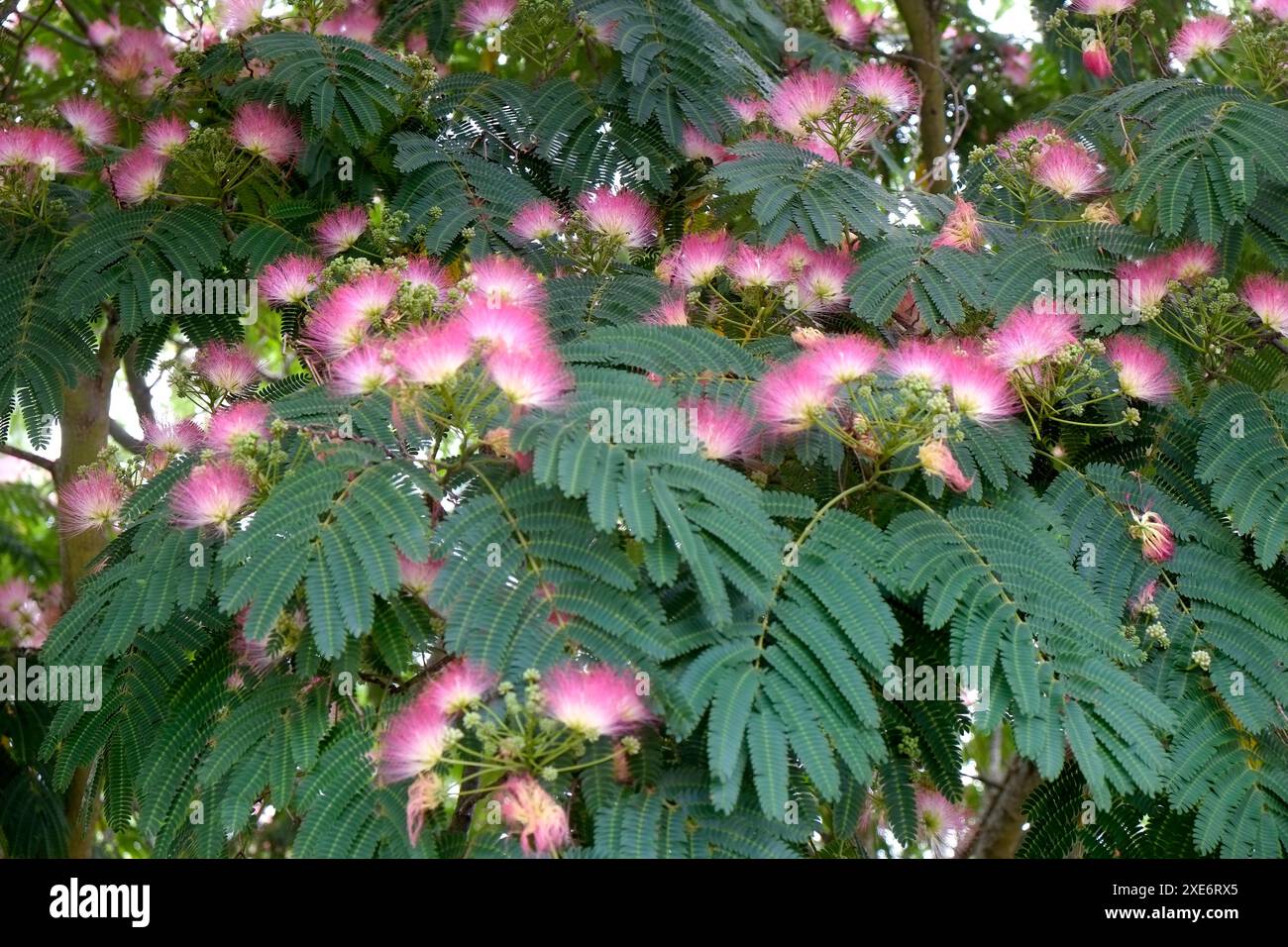 Silk tree, Albizia julibrissin Stock Photo - Alamy