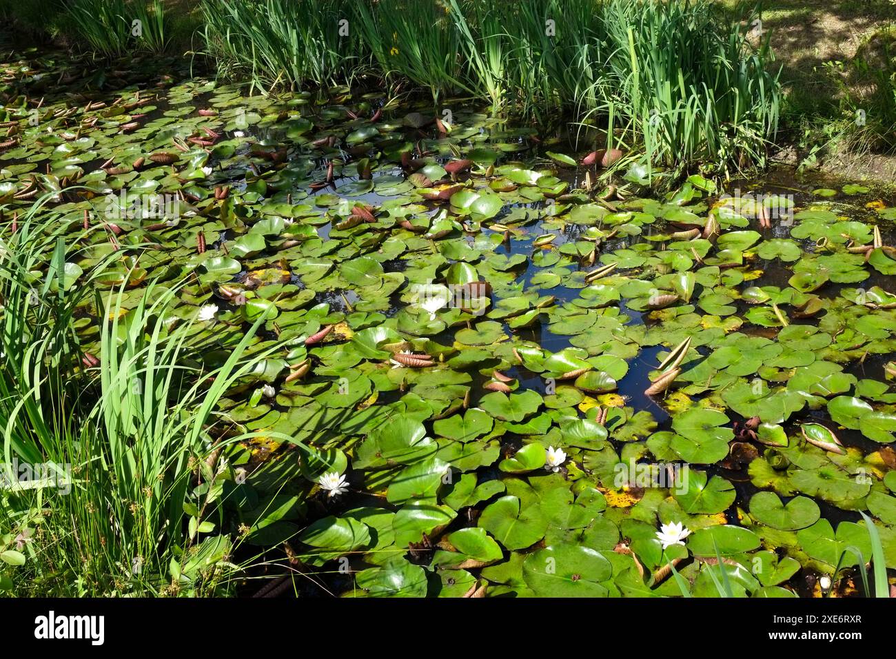 Water lily pond Stock Photo - Alamy