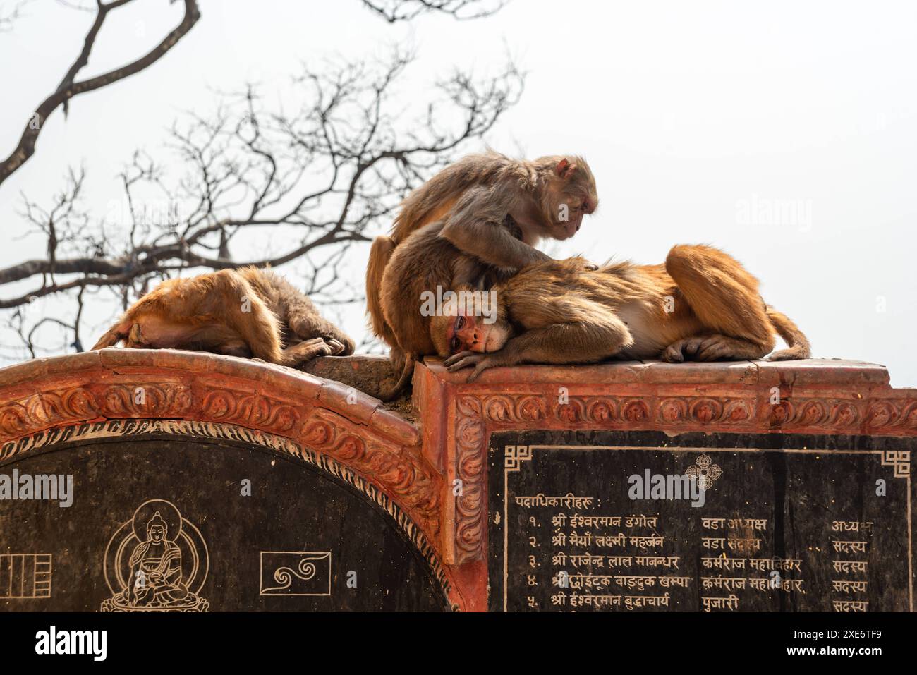 Rhesus Monkeys lying on stone carving de-lousing each other, Nepal ...