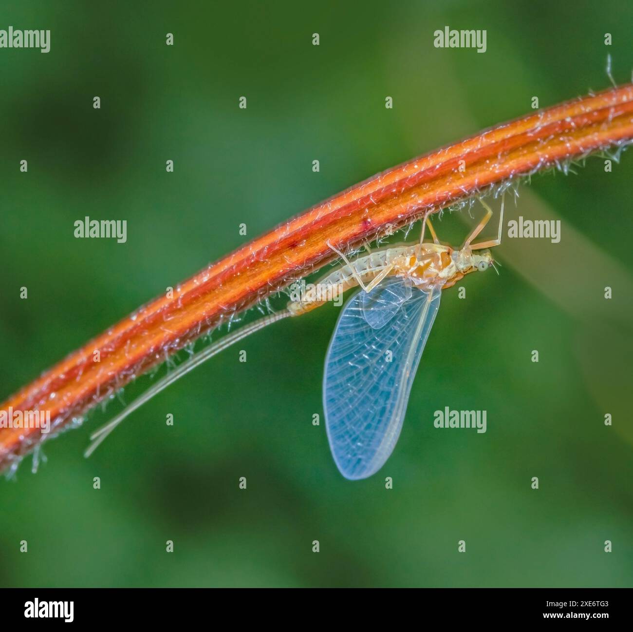 Large mayfly 'Ephemera danica' Stock Photo - Alamy