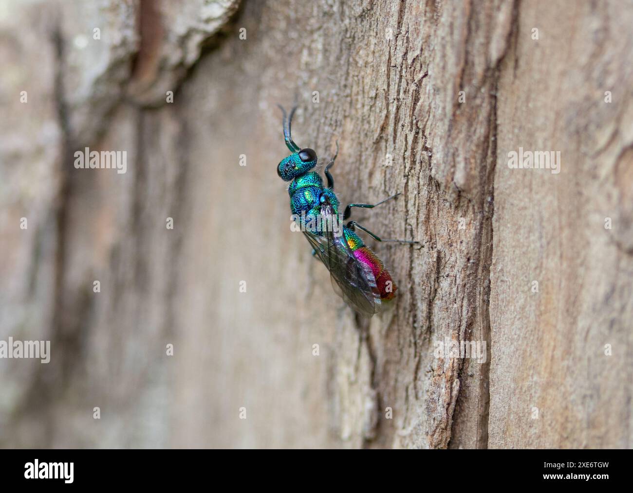 Common golden wasp 'Chrysis ignita' Stock Photo - Alamy