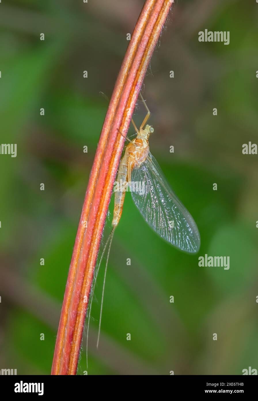 Large mayfly 'Ephemera danica' Stock Photo - Alamy