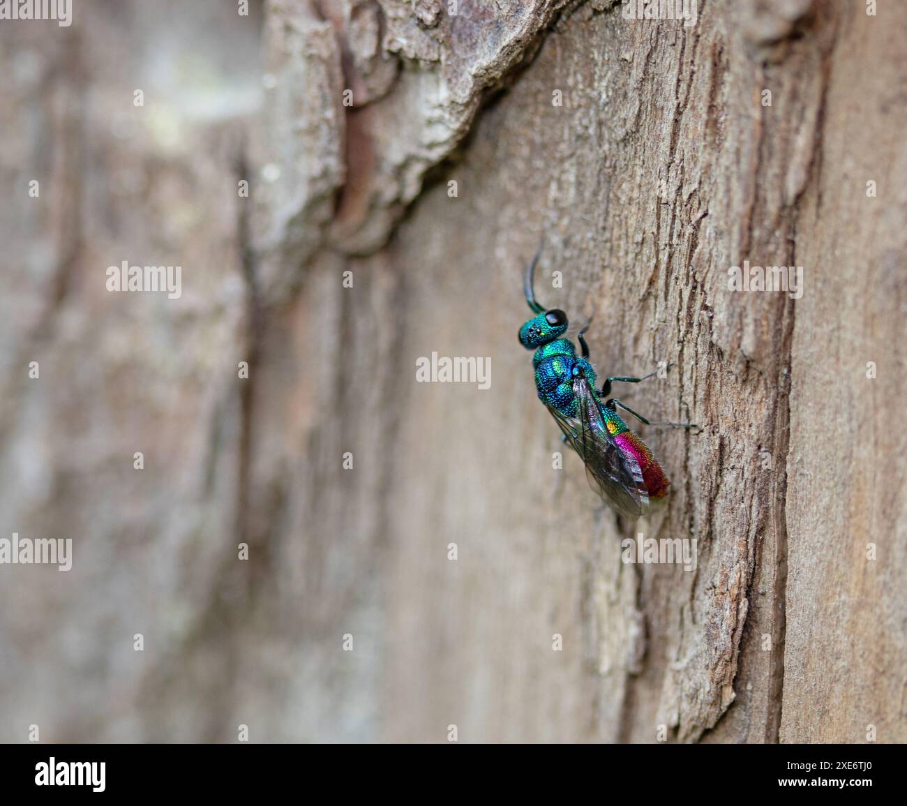 Common golden wasp 'Chrysis ignita' Stock Photo - Alamy