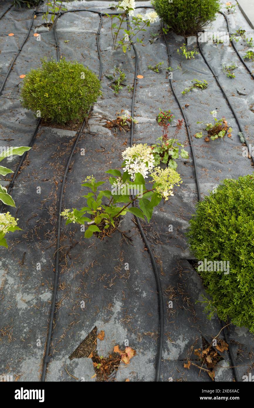 Automatic sprinkler watering system plants hi-res stock photography and ...