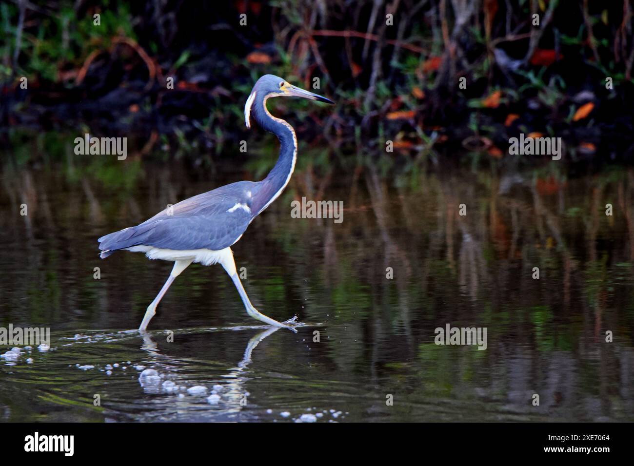Tricolor heron wading and fishing in shallow dark water Stock Photo - Alamy