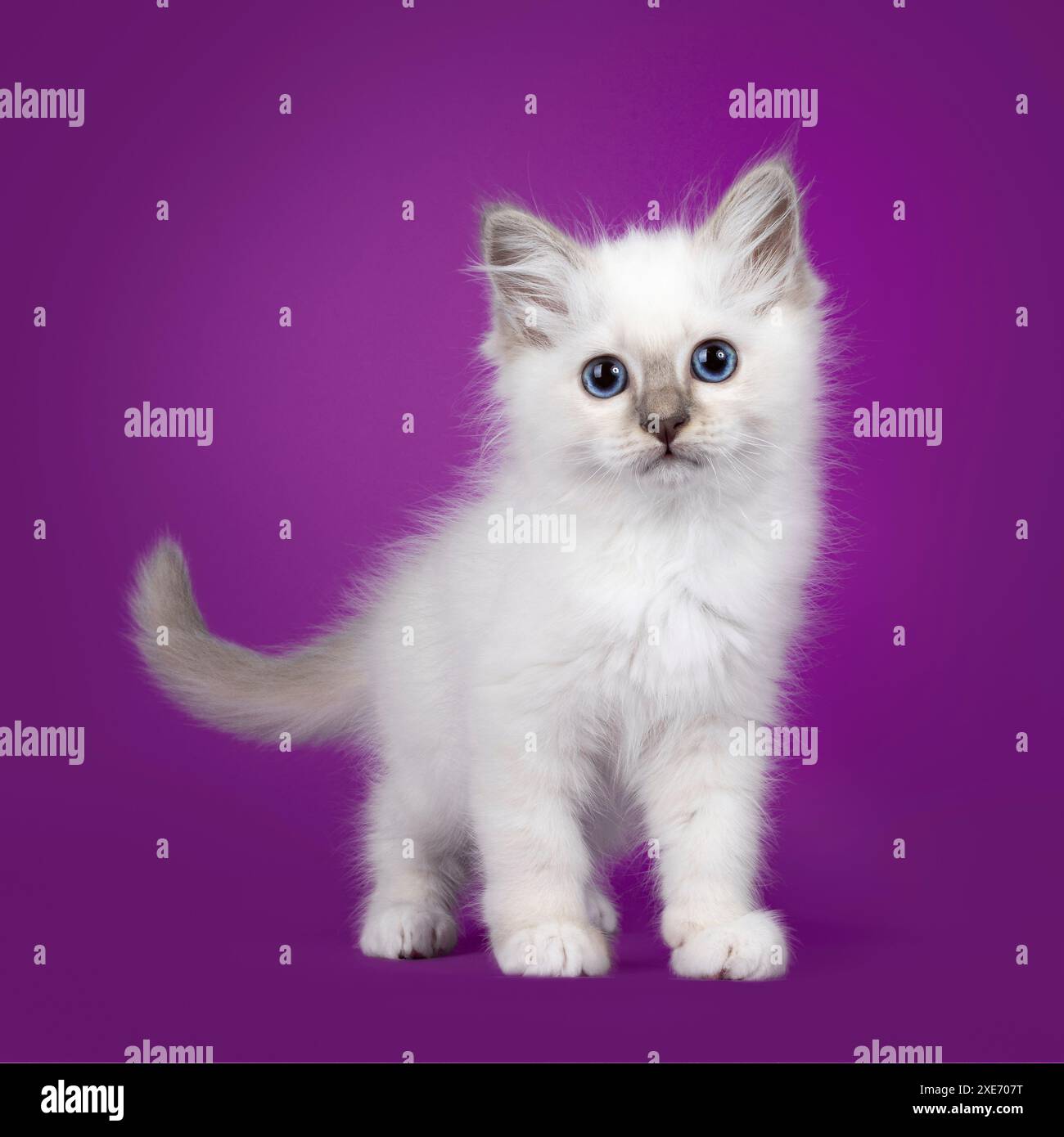 Adorable sacred birman cat kitten, standing facing front. Looking ...