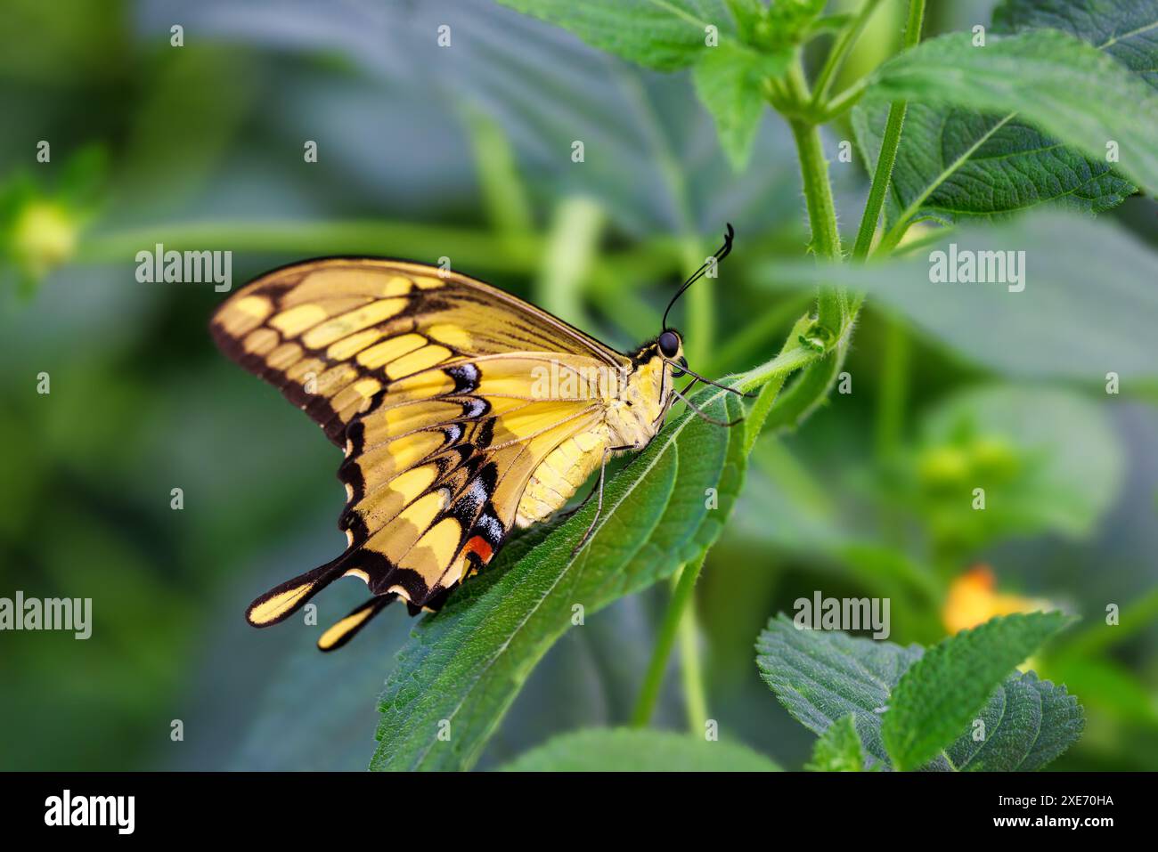 Kind swallowtail butterfly, Papilio thoas, side view with wings closed ...