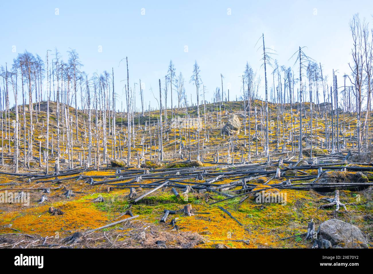 A recovering landscape after a fire in Bohemian Switzerland, Czechia ...