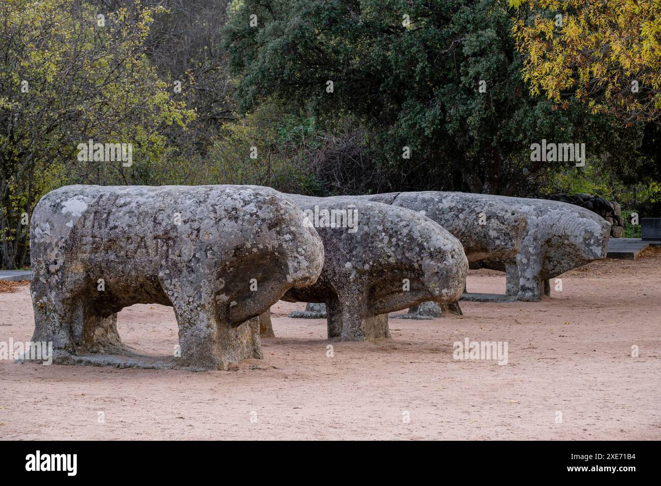 Bulls guisando hi-res stock photography and images - Alamy