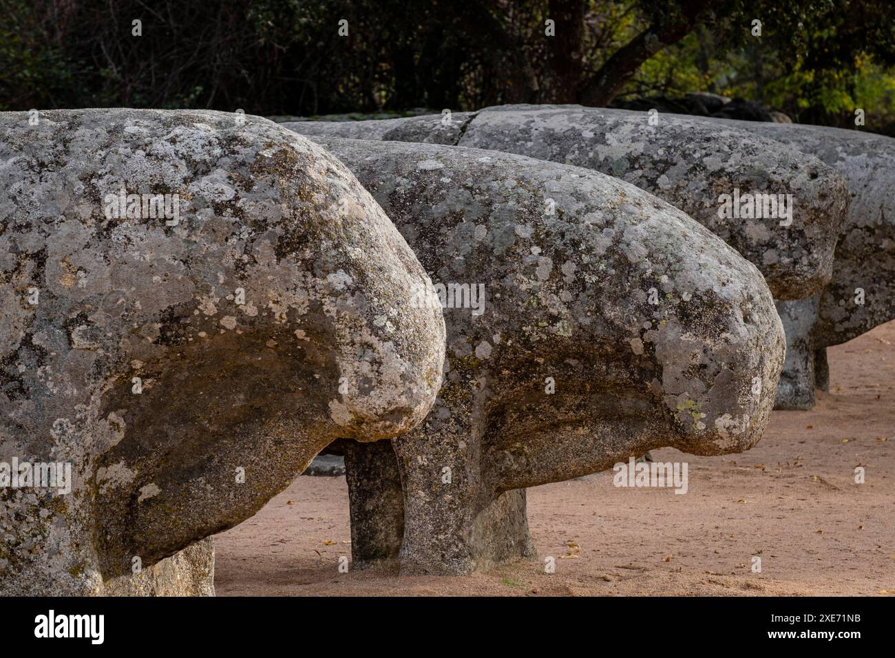 Bulls guisando hi-res stock photography and images - Alamy
