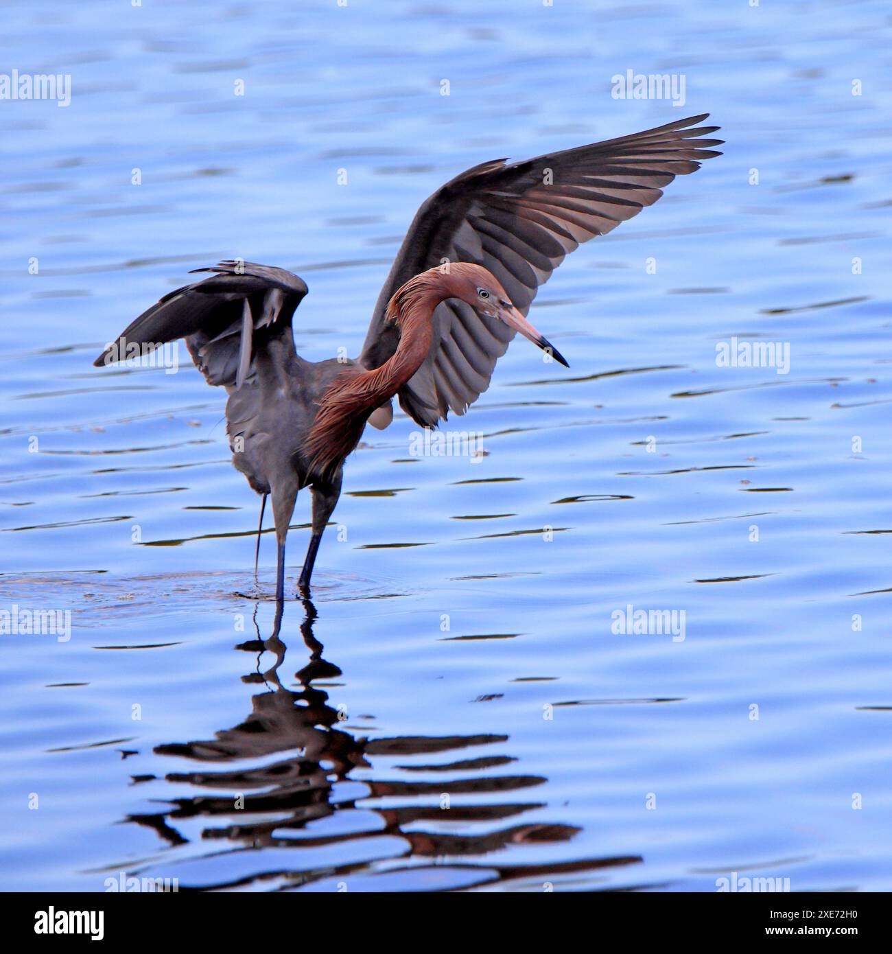Reddish egret fishing with wings spread uses a behavior called “canopy ...