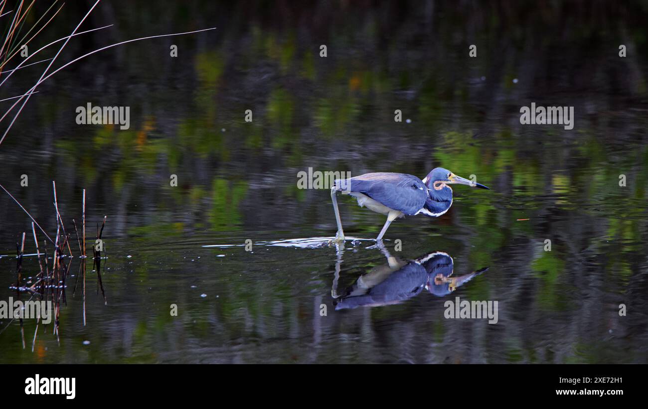 Tricolor heron wading and fishing in shallow dark water Stock Photo - Alamy