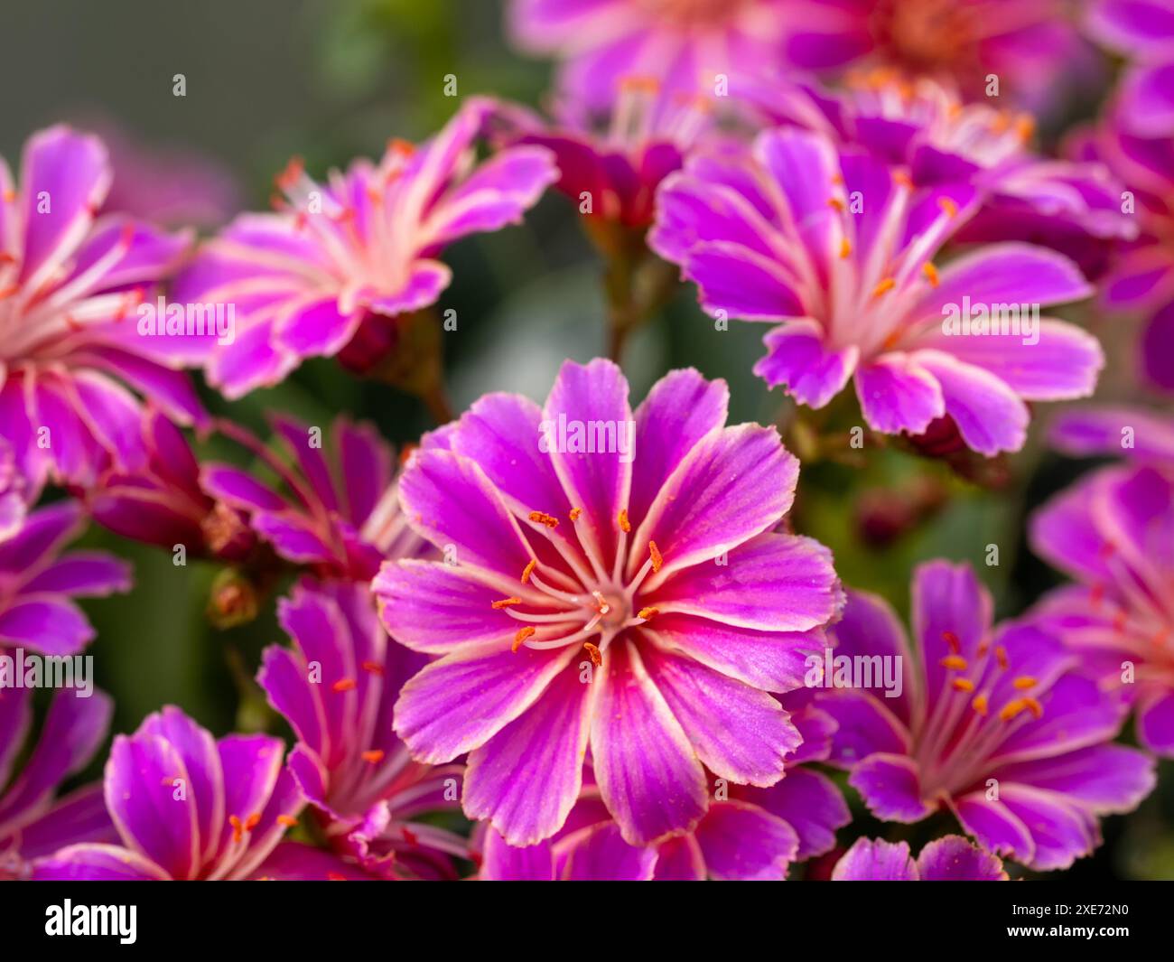 Close-up of the many pink flowers of Lewisia cotyledon Stock Photo - Alamy