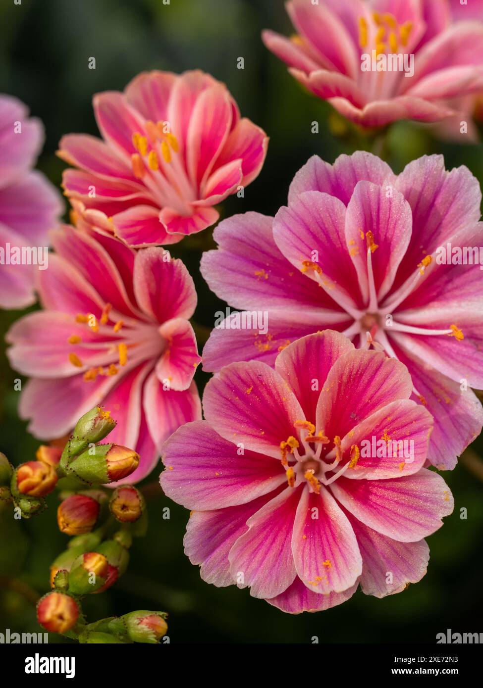 Close-up of the multitude of pink flowers of Lewisia cotyledon Stock ...