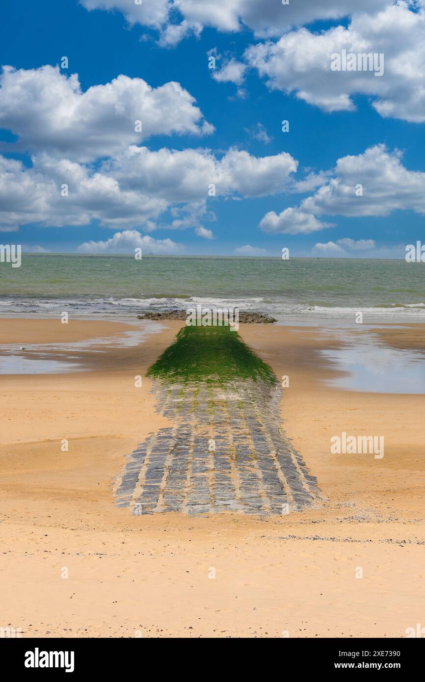 A dog walks on the beach on a stone path flooded by tidal waters Stock ...