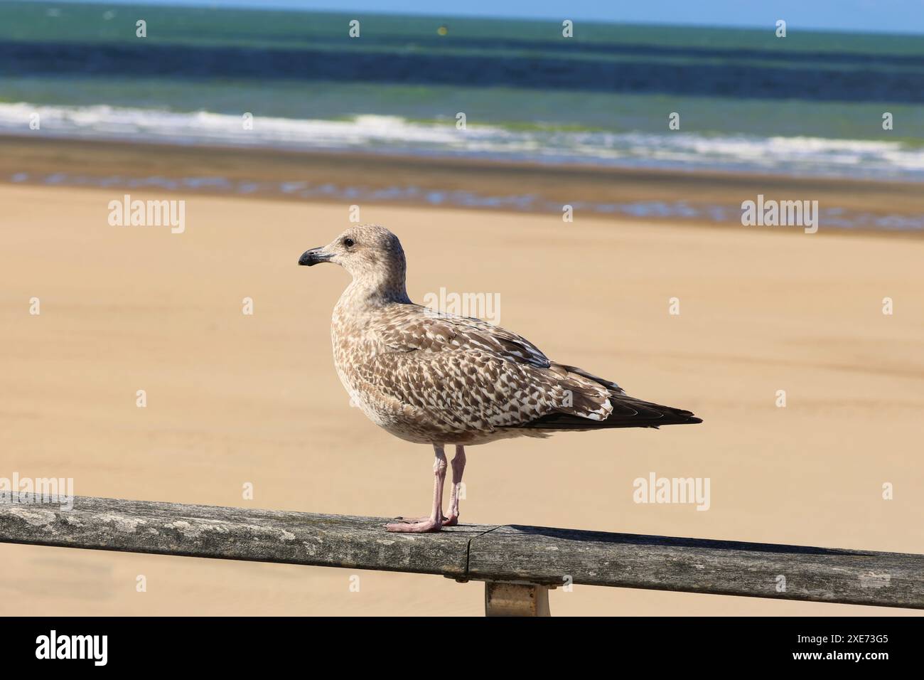 A gray seagull on a beach in Belgium on the Atlantic Ocean looks at the ...