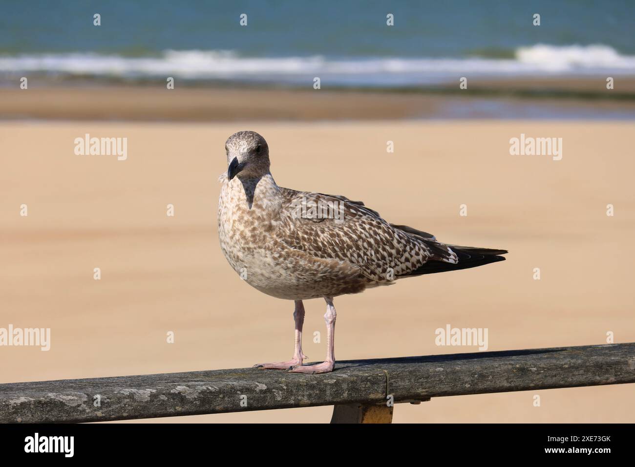 A gray seagull on a beach in Belgium on the Atlantic Ocean looks at the ...