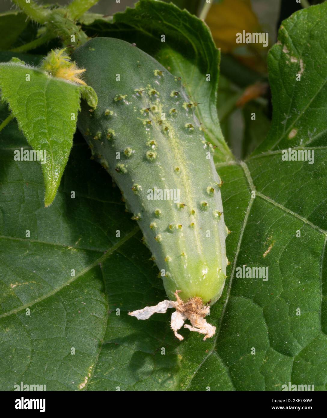 Cucumber with its bloom still attached hanging on the plant Stock Photo ...