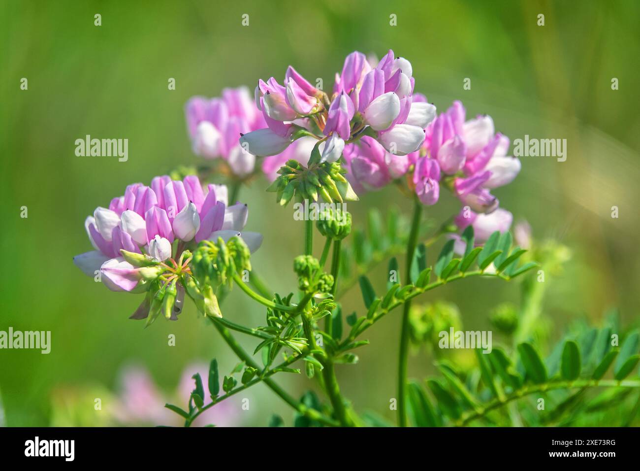 Creeping crown vetch hi-res stock photography and images - Alamy