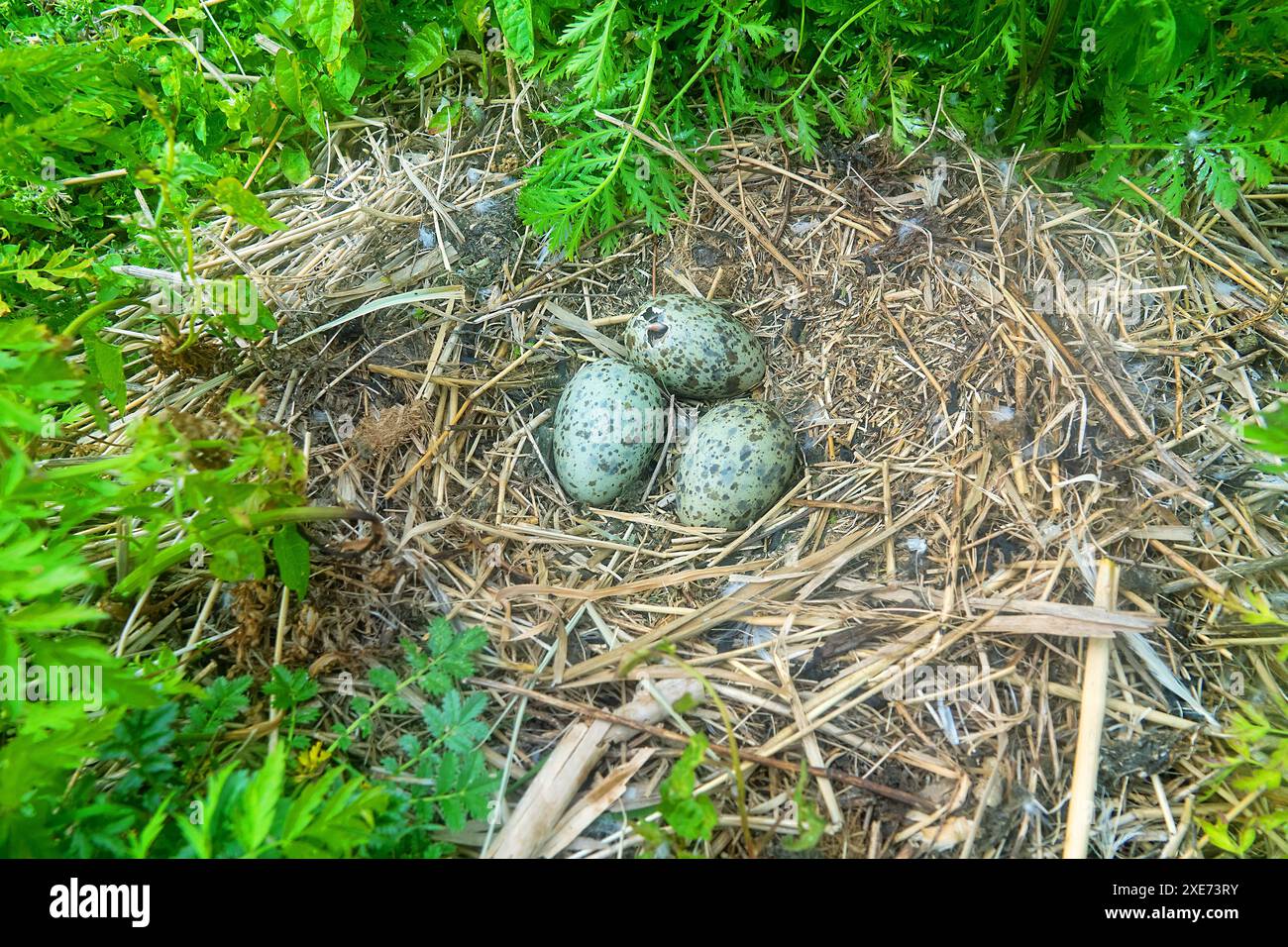 Process of hatching hi-res stock photography and images - Alamy