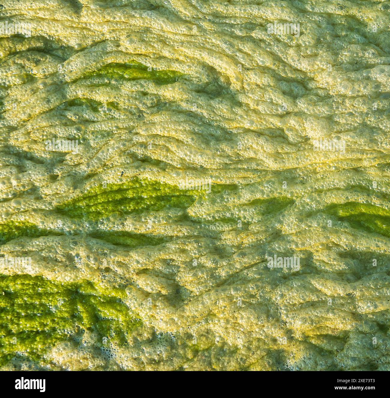Eutrophication hi-res stock photography and images - Alamy