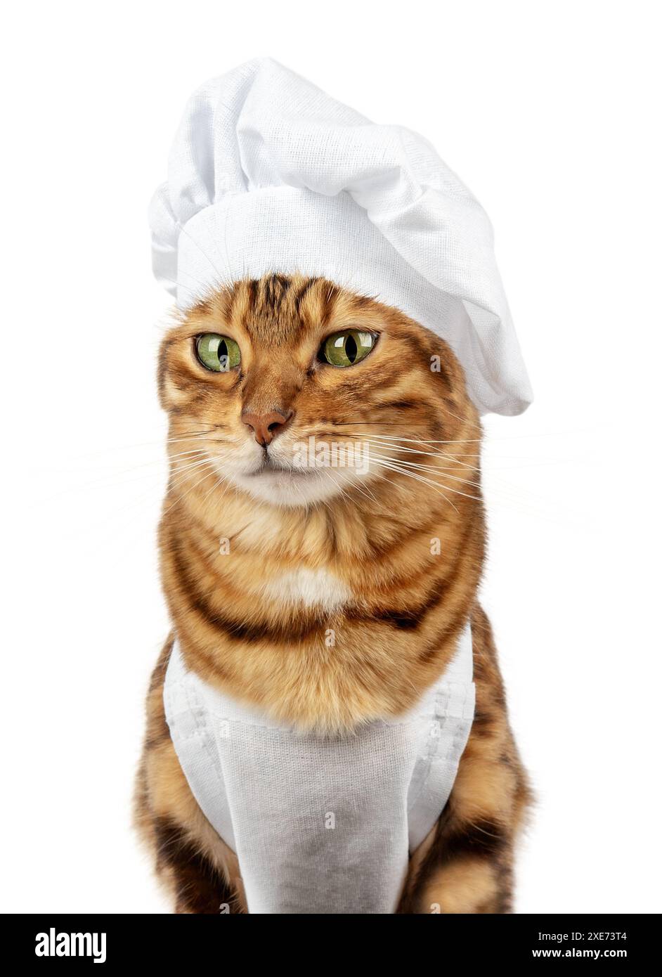 Funny cat - a cook in a white cap and apron Stock Photo - Alamy