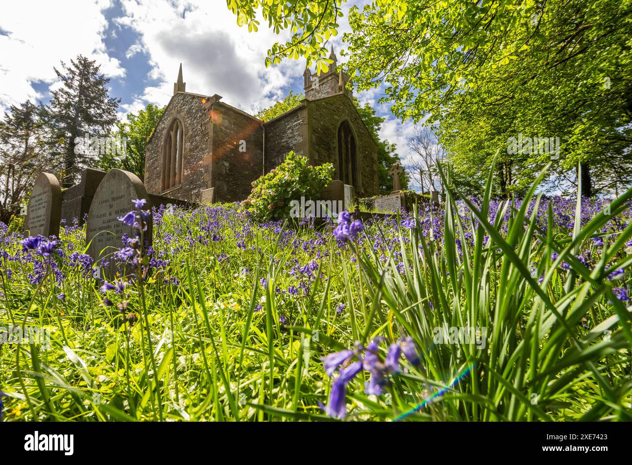 Carpet of bluebells in Myross Church of Ireland church in Union Hall ...