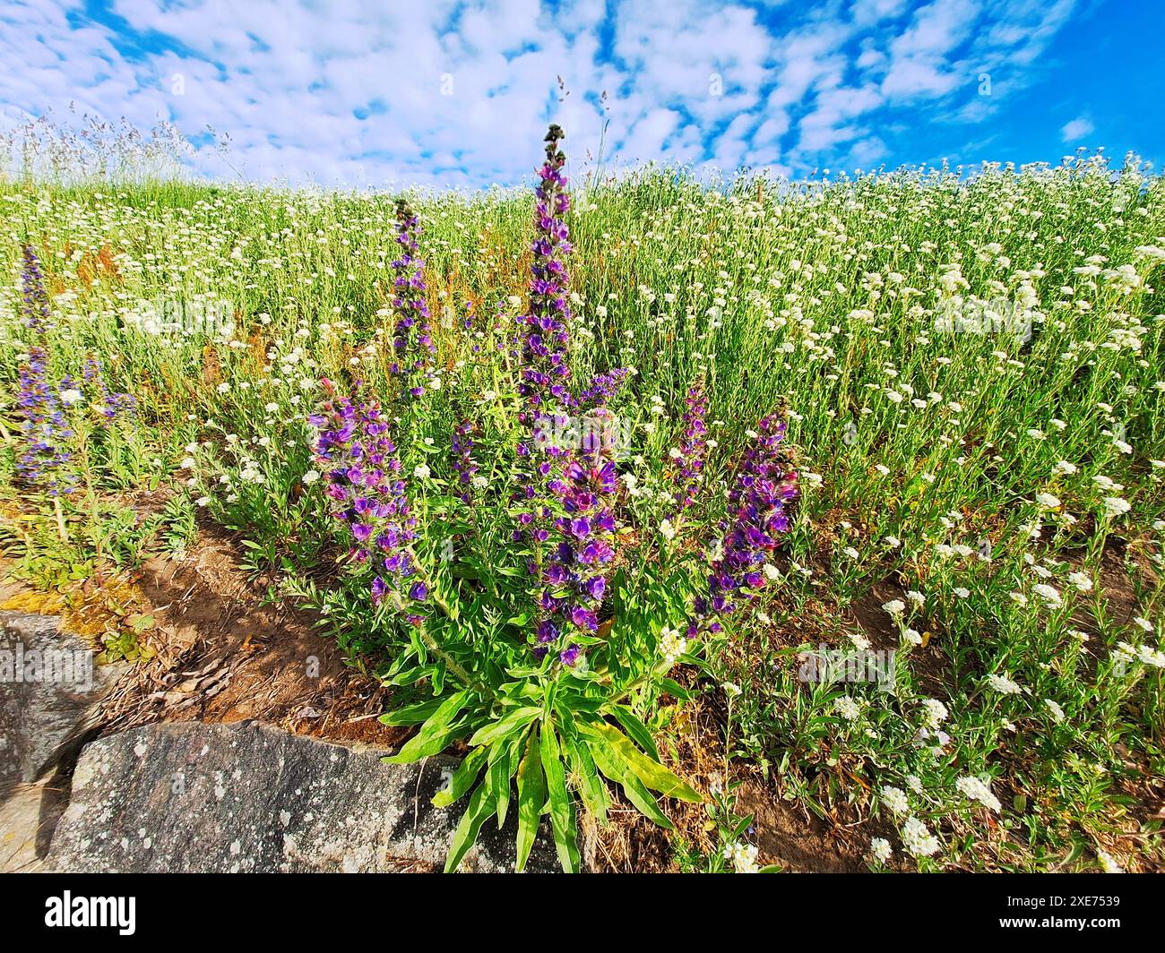 Echium vulgare, known as viper's bugloss and blueweed plant growing in ...