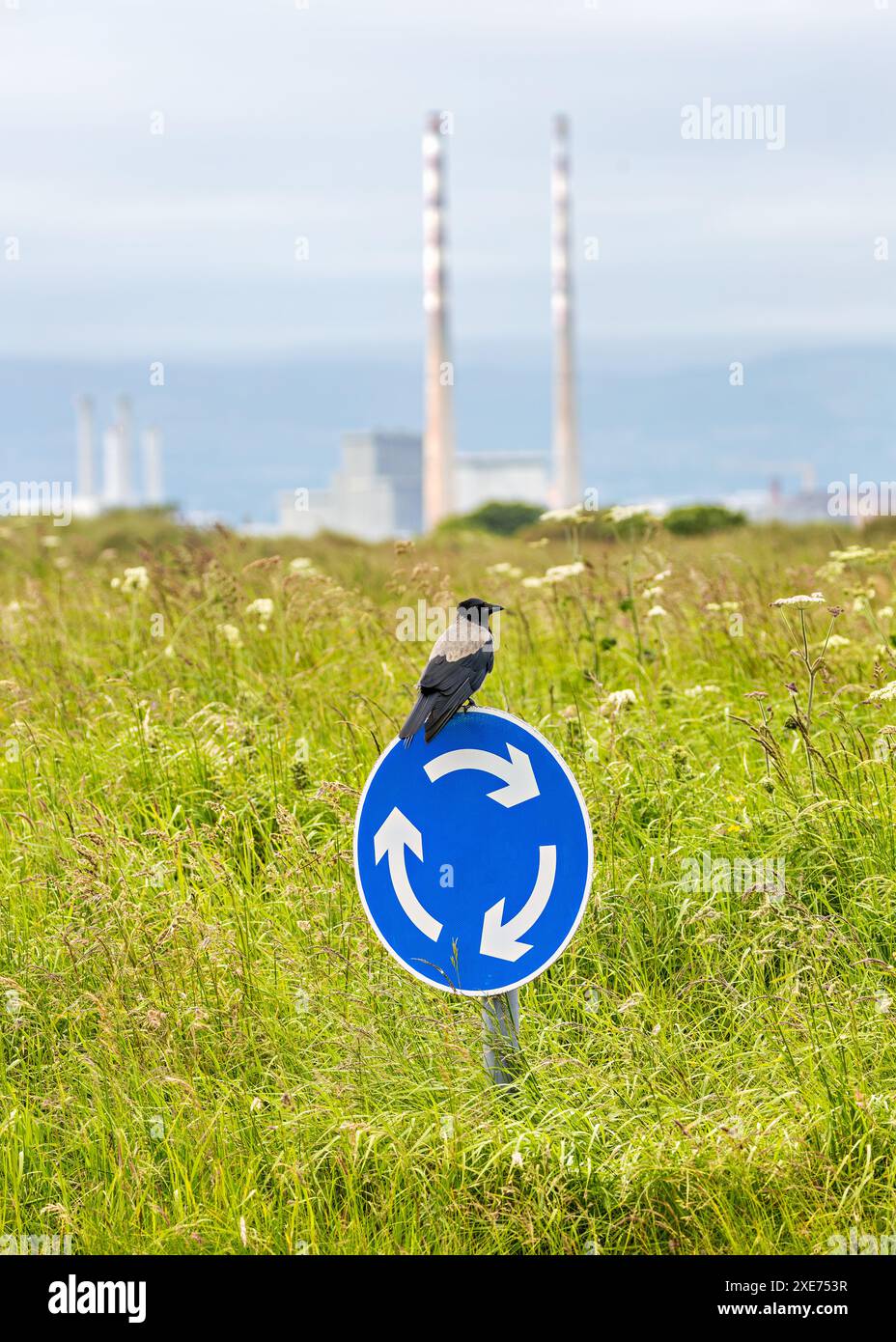 The Hooded Crow, with its distinctive grey and black plumage, was ...