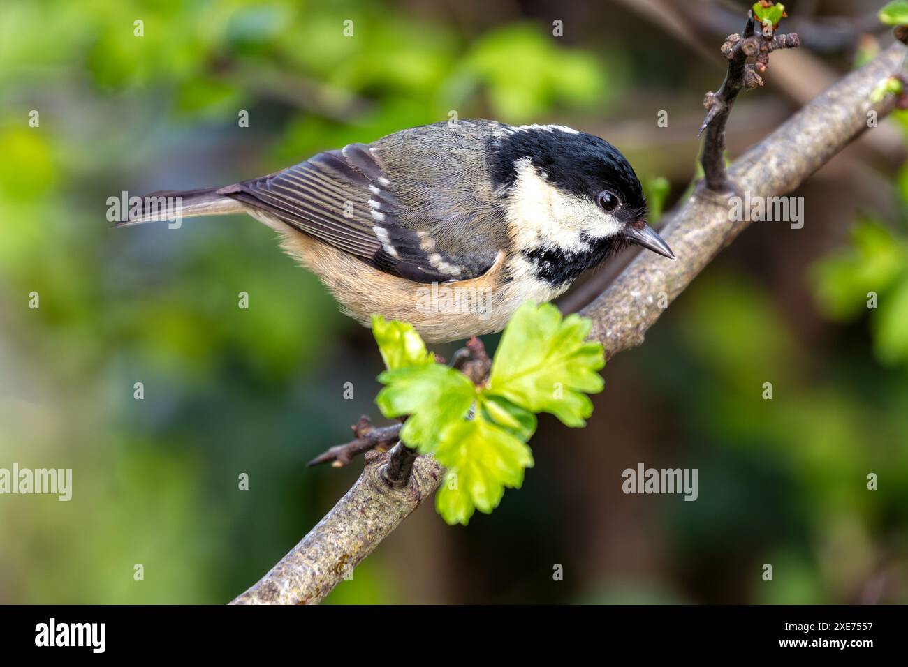 The Coal Tit, with its distinctive black cap and white cheeks, was ...
