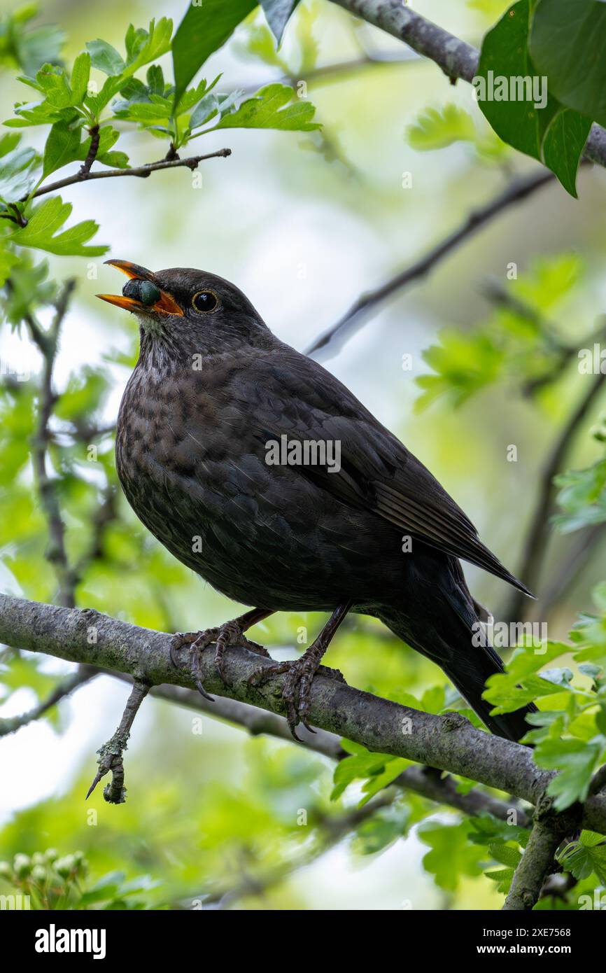 The male Common Blackbird, with its sleek black plumage, forages for ...