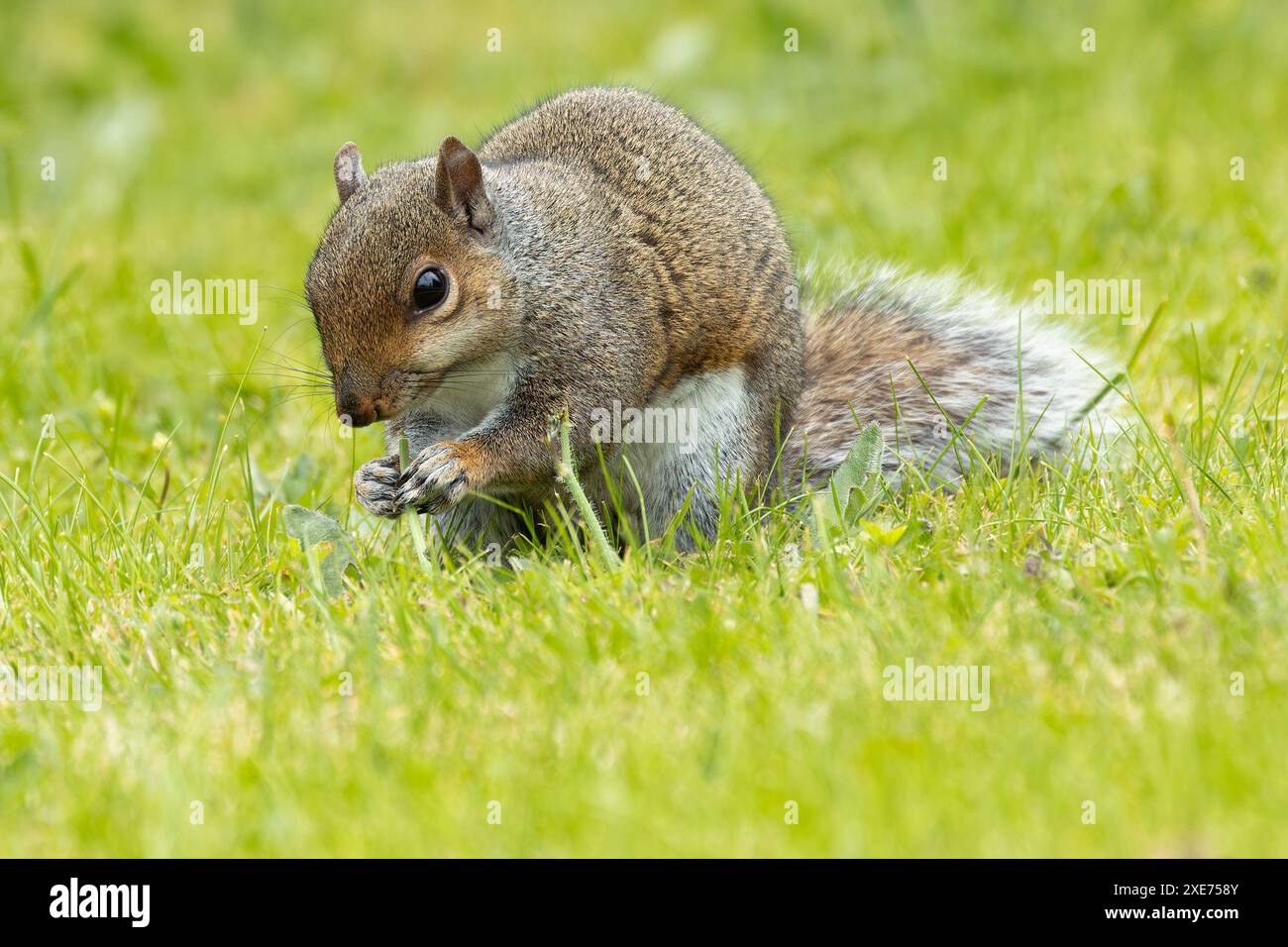 The Grey Squirrel, known for its bushy tail and agile movements, was ...
