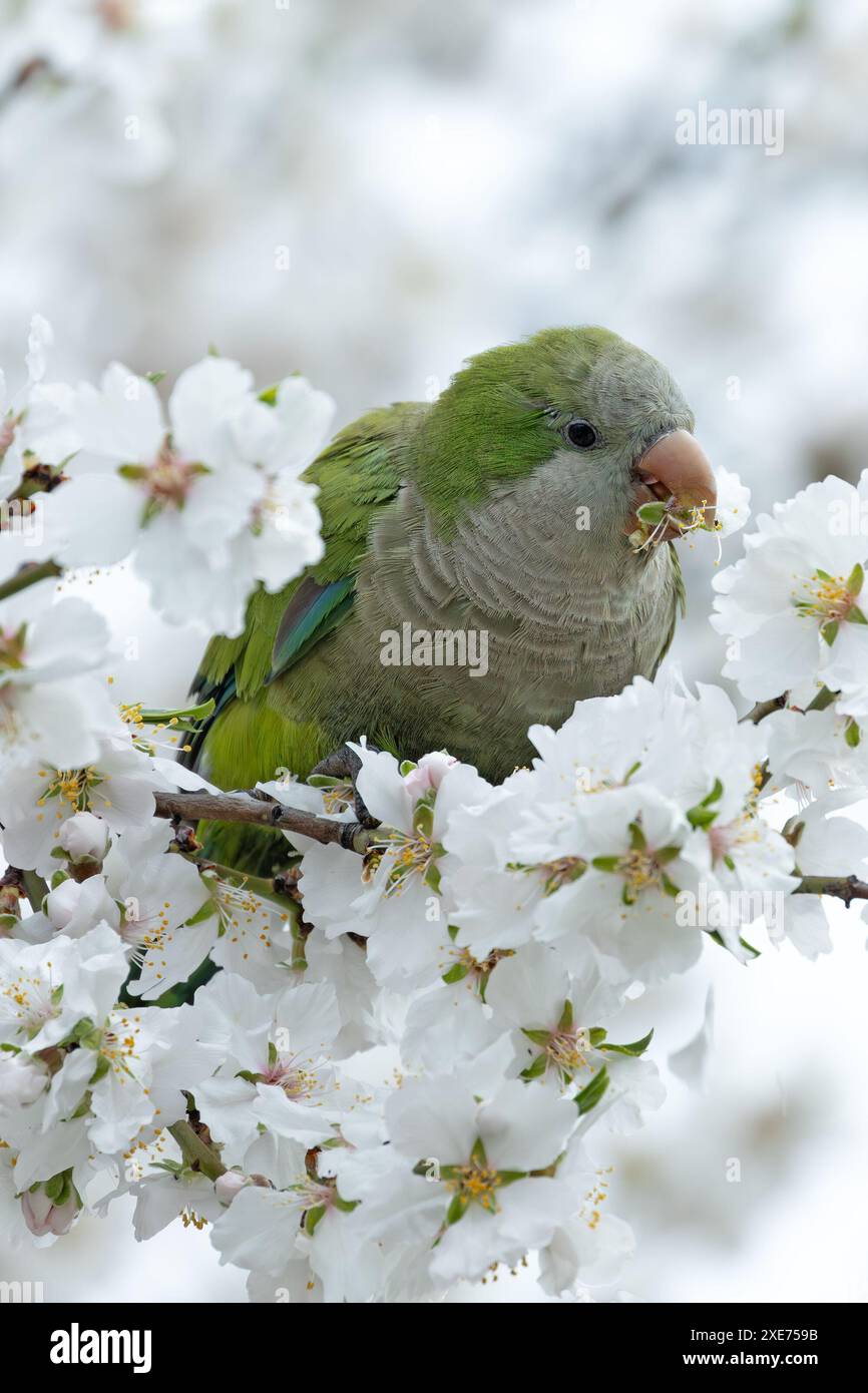 The Monk Parakeet, with its bright green plumage and grey face, was ...