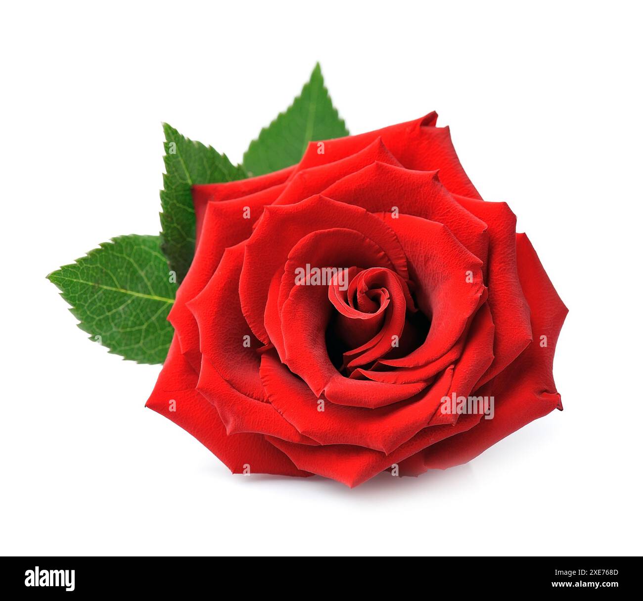 Red rose with leaves Stock Photo - Alamy