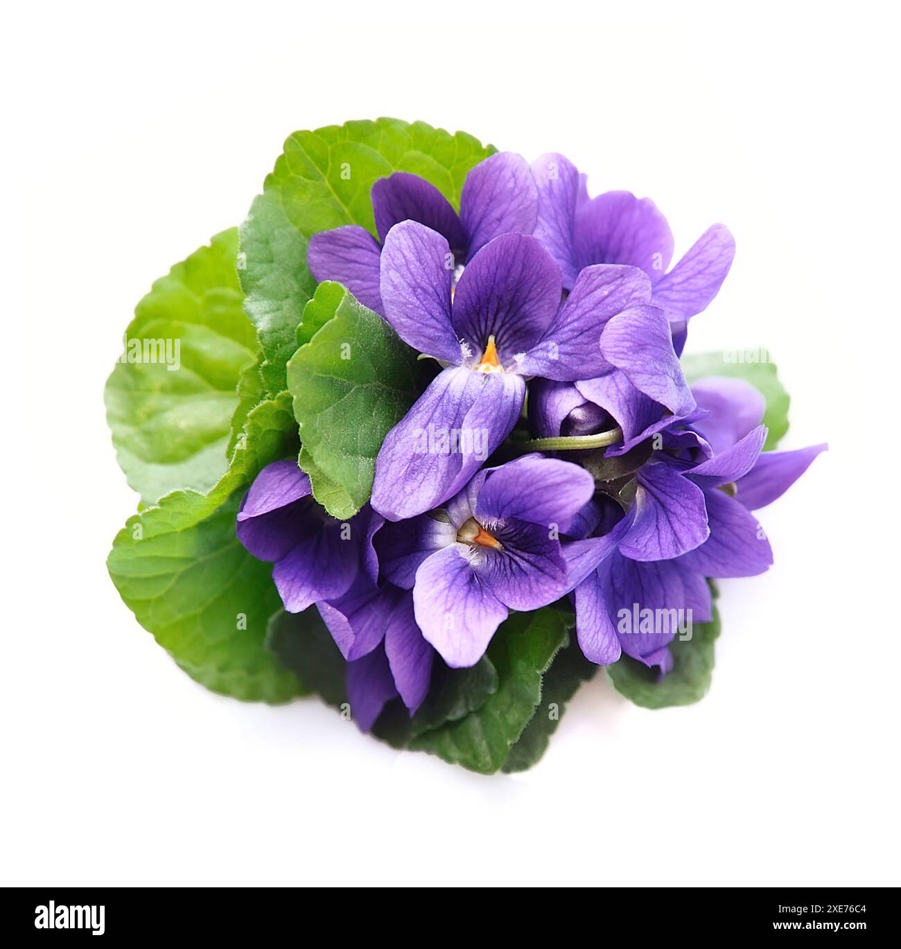 Botany and flowers decoration hi-res stock photography and images - Alamy