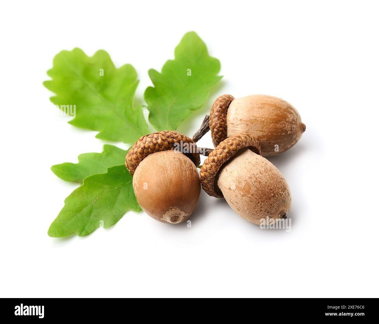 Acorns fruits with leaves isolated on white backgrounds Stock Photo - Alamy