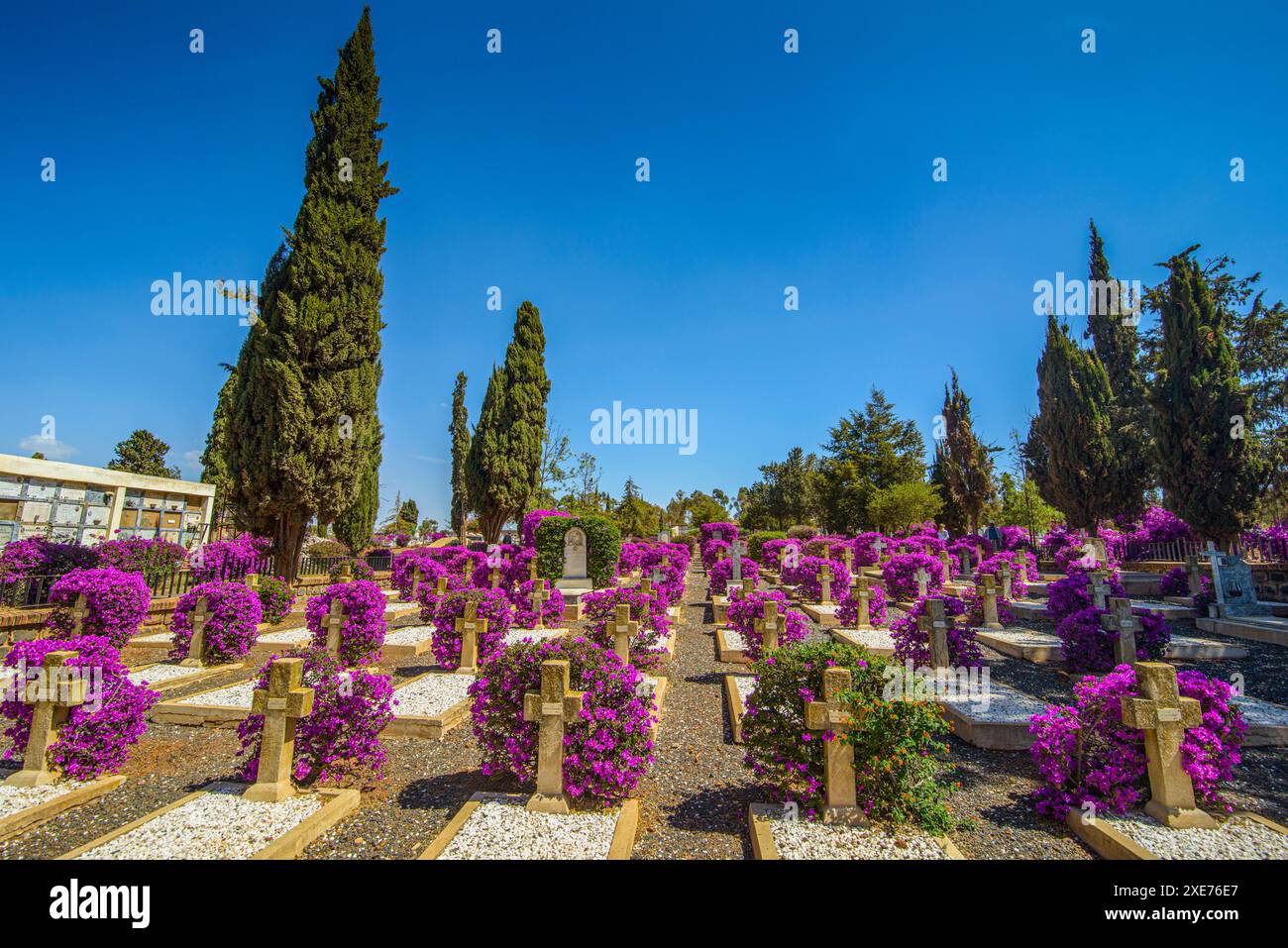 Flowers blooming at the Italian Cemetery in Asmara, Eritrea, Africa ...