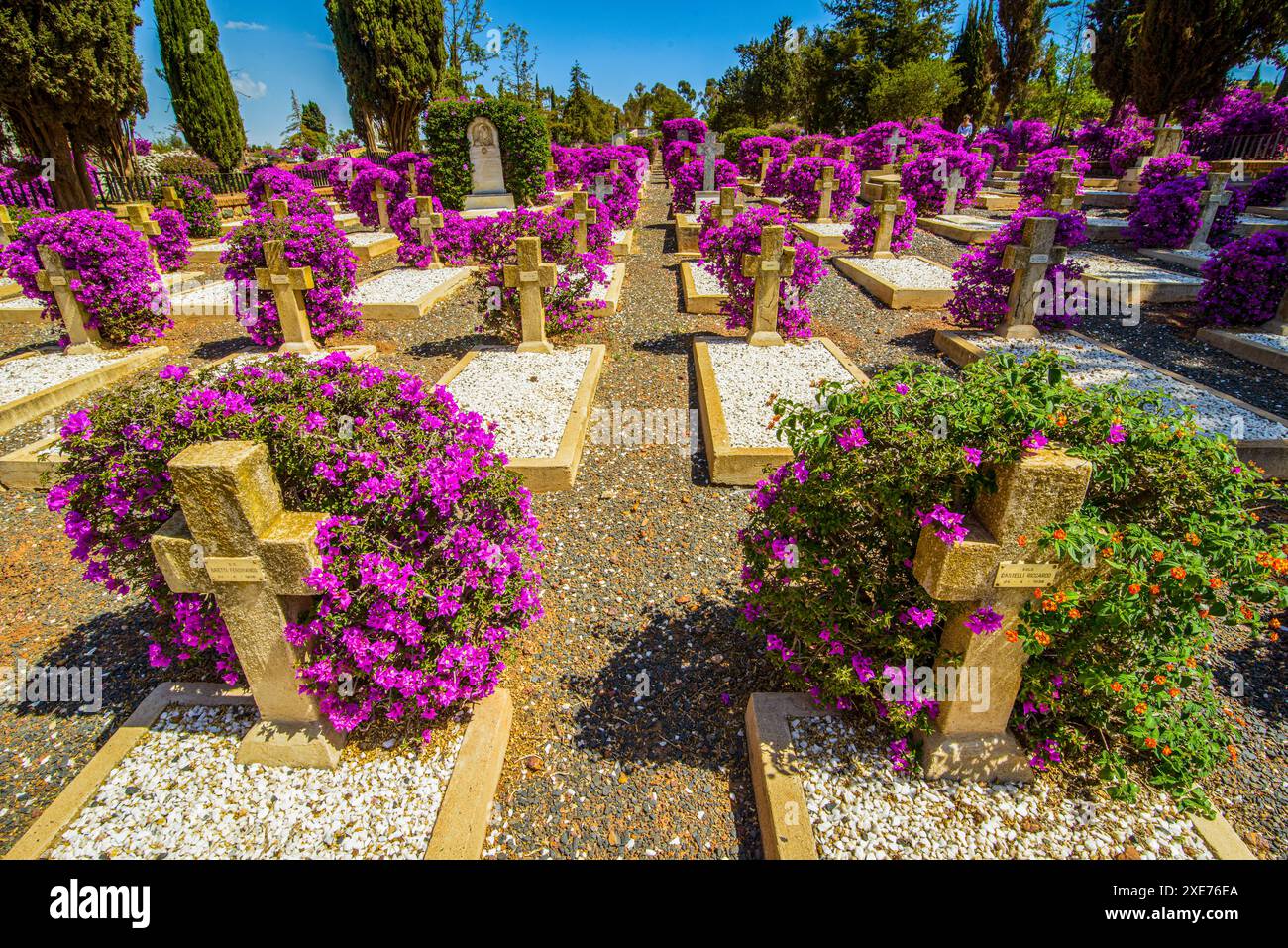 Flowers blooming at the Italian Cemetery in Asmara, Eritrea, Africa ...
