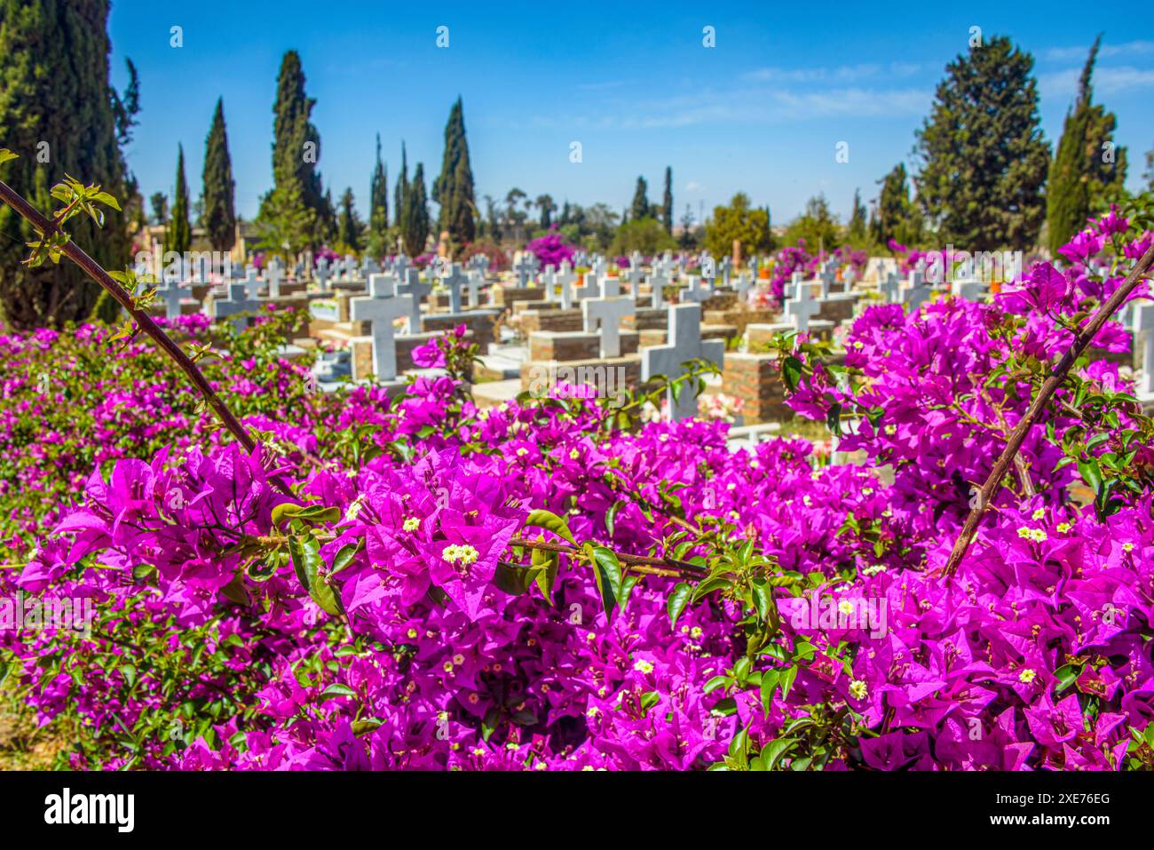 Flowers blooming at the Italian Cemetery in Asmara, Eritrea, Africa ...