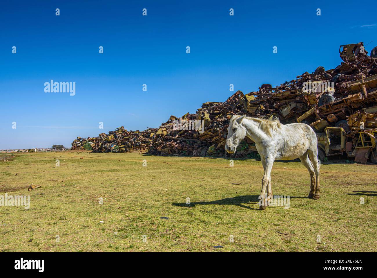 White horse grazing at the Italian tank cemetery in Asmara, Eritrea ...