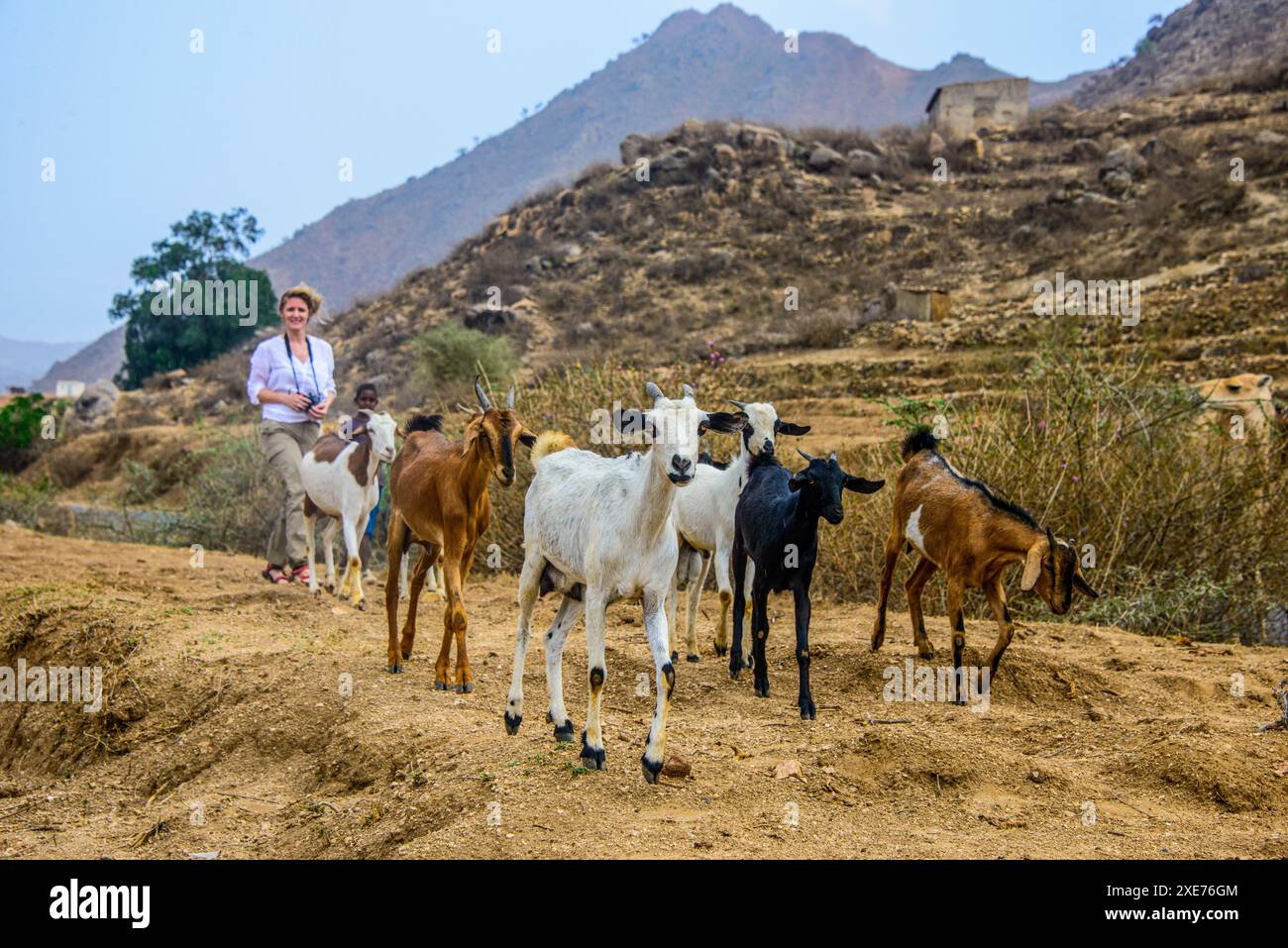 Goad herd in the highlands of Eritrea, Africa Stock Photo - Alamy