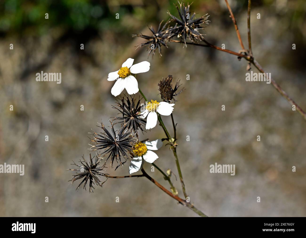 Black-jack flowers and seeds (Bidens pilosa) in Teresopolis, Rio de ...