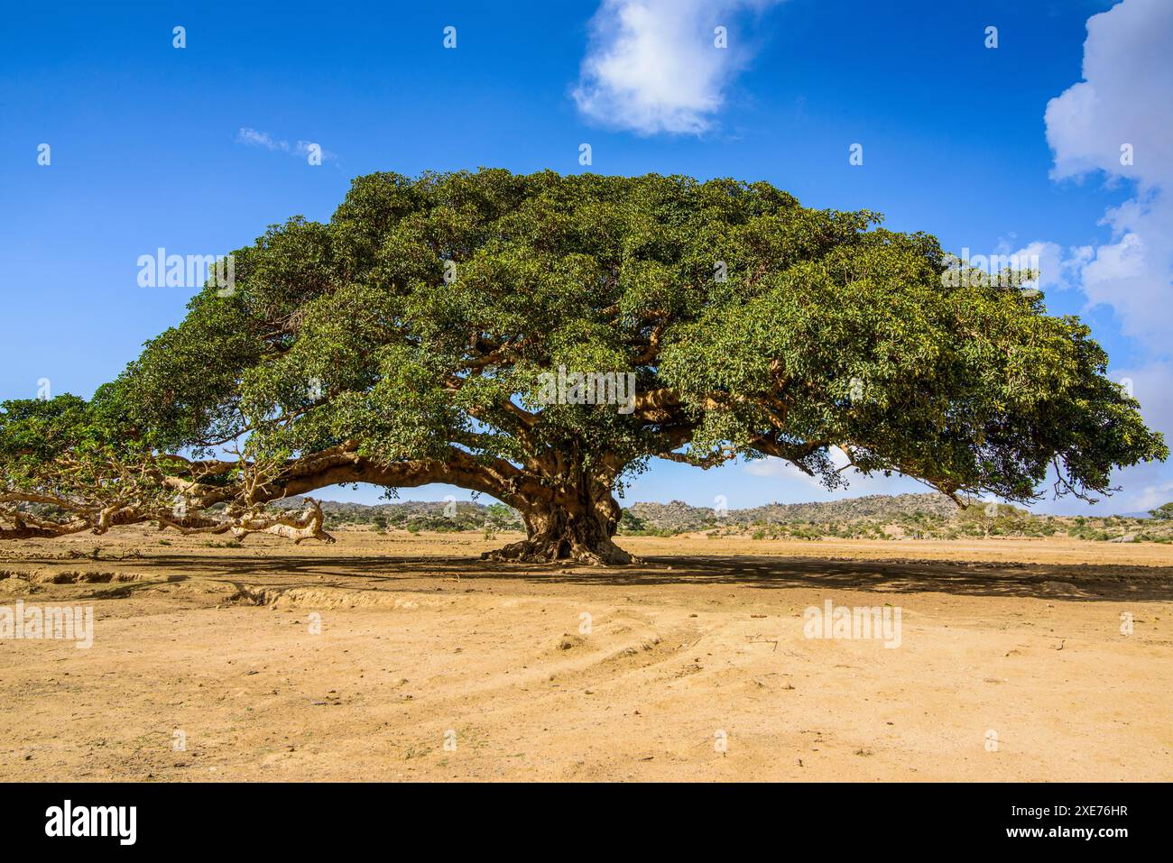 Nakfa tree hi-res stock photography and images - Alamy