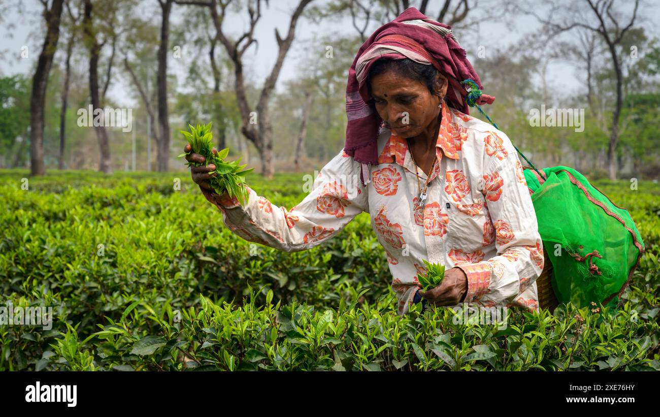 Tea Pickers, Guwahati, Assam, India, Asia Stock Photo - Alamy