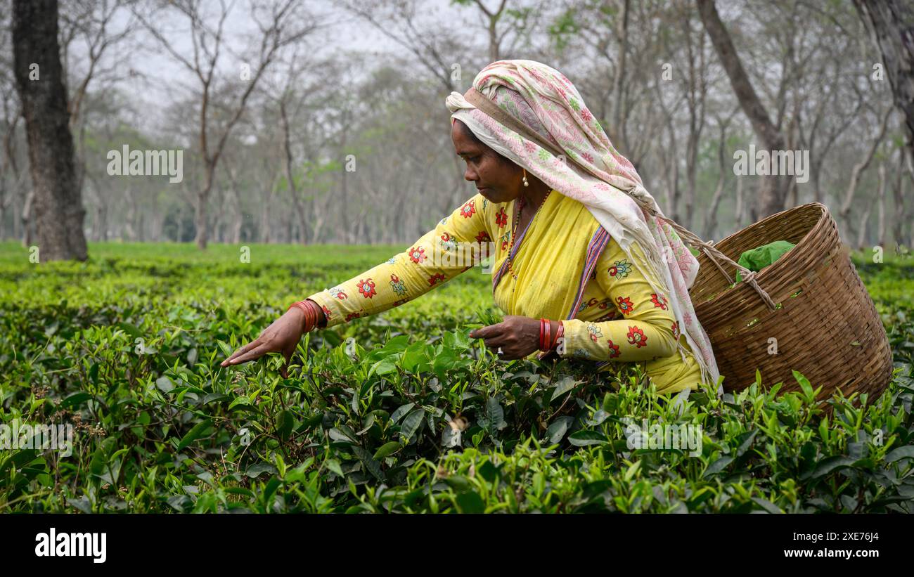 Tea Pickers, Guwahati, Assam, India, Asia Stock Photo - Alamy