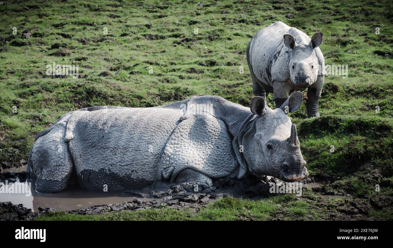 One Horned Rhino, Kaziranga National Park, Assam, India, Asia Stock ...