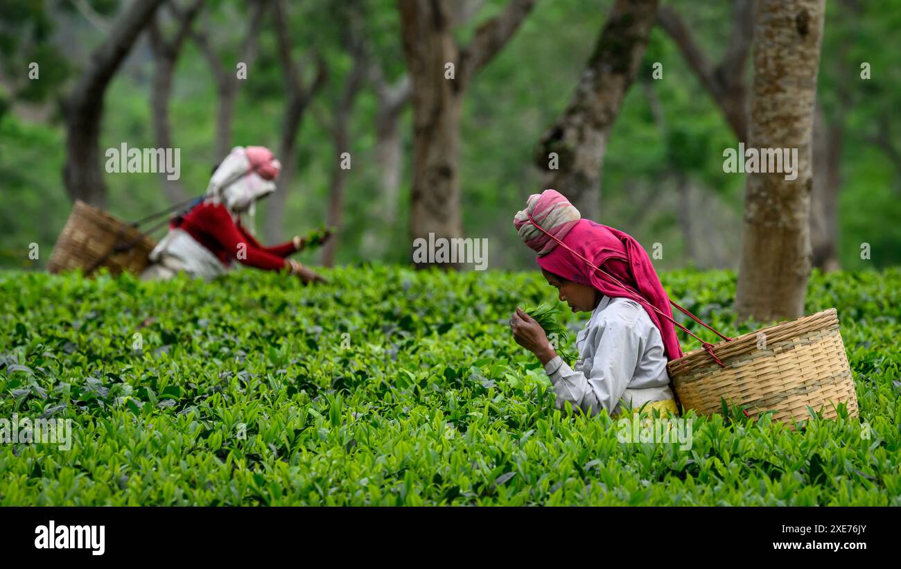 Tea Pickers, Guwahati, Assam, India, Asia Stock Photo - Alamy