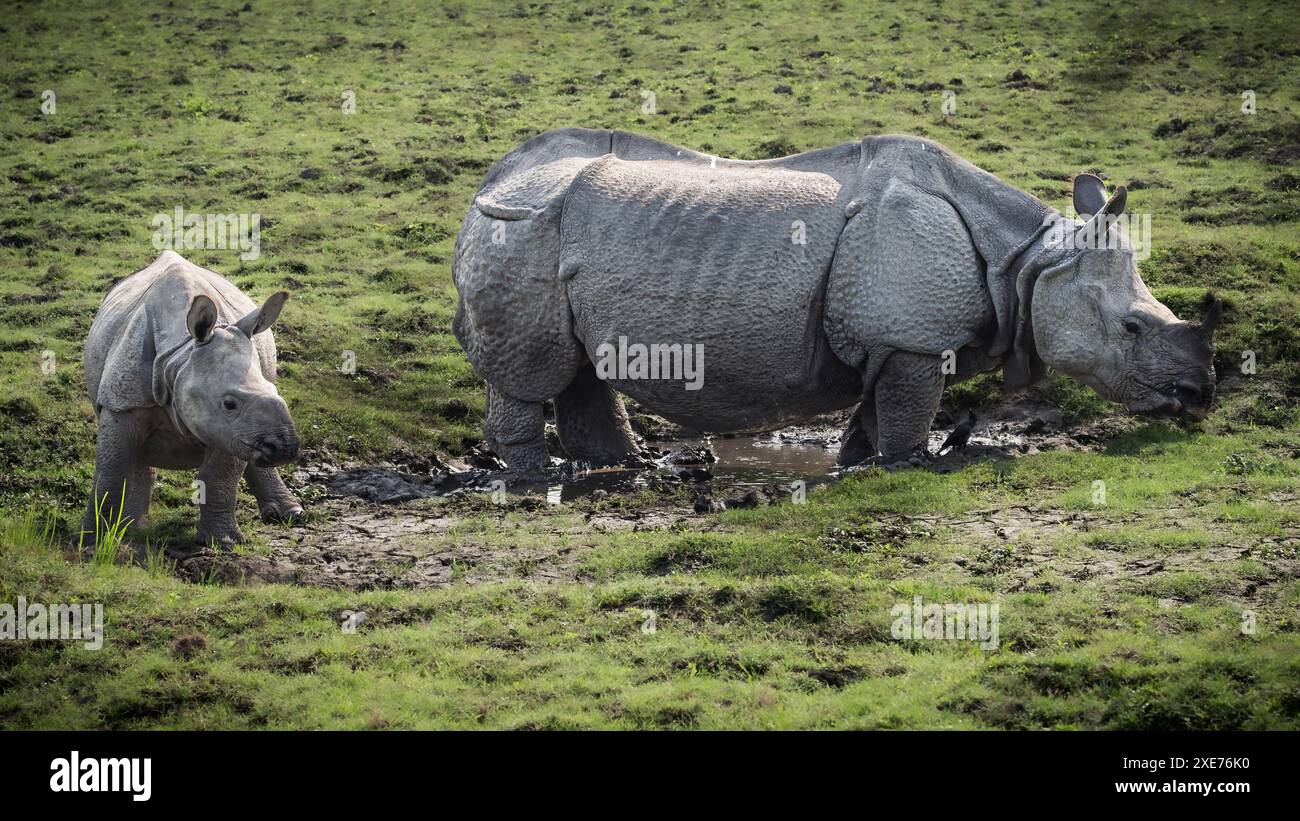 One Horned Rhino, Kaziranga National Park, Assam, India, Asia Stock ...