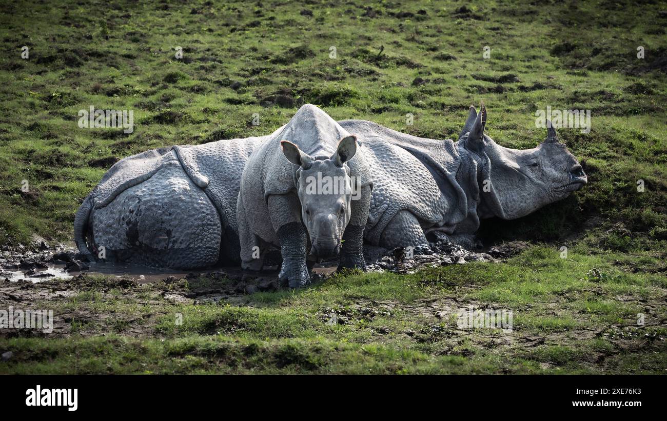 One Horned Rhino, Kaziranga National Park, Assam, India, Asia Stock ...